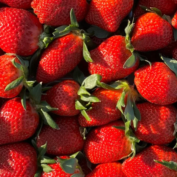 Maasikas 1kg - 🍓EatFresh
